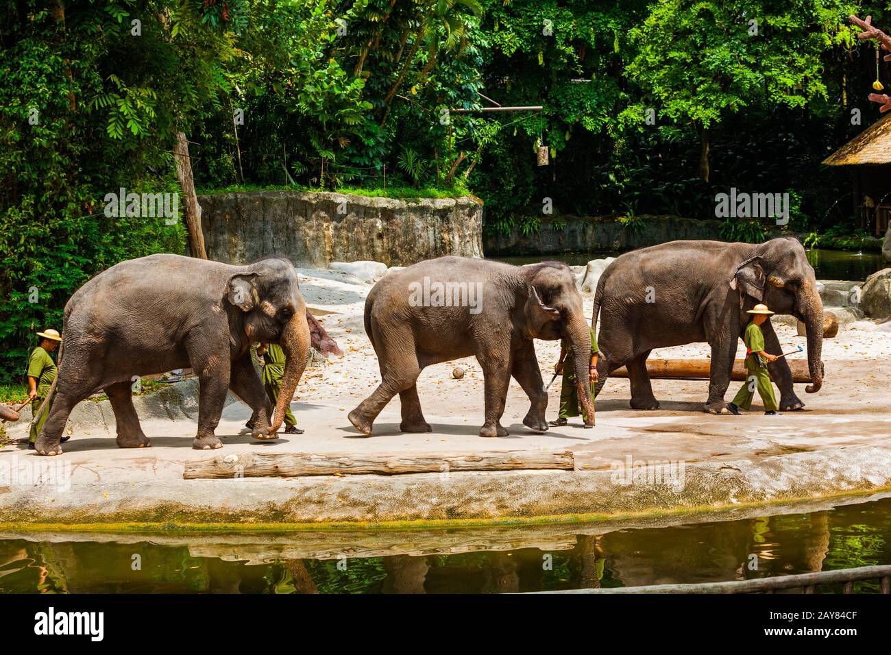 Elephant show singapore zoo singapore hi-res stock photography and ...