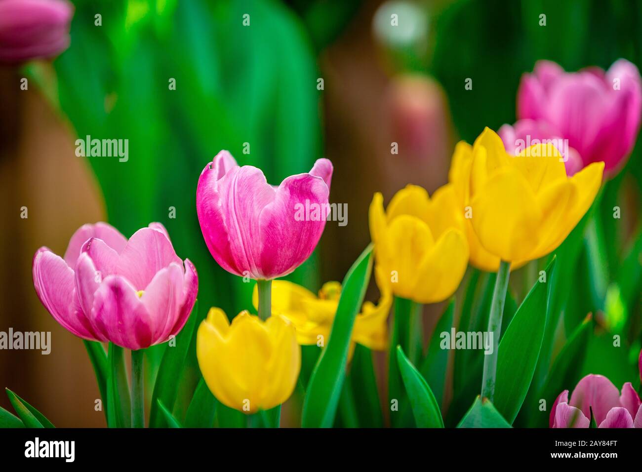 Flowers plantation growing in a farm. Holambra, Sao Paulo State Stock ...