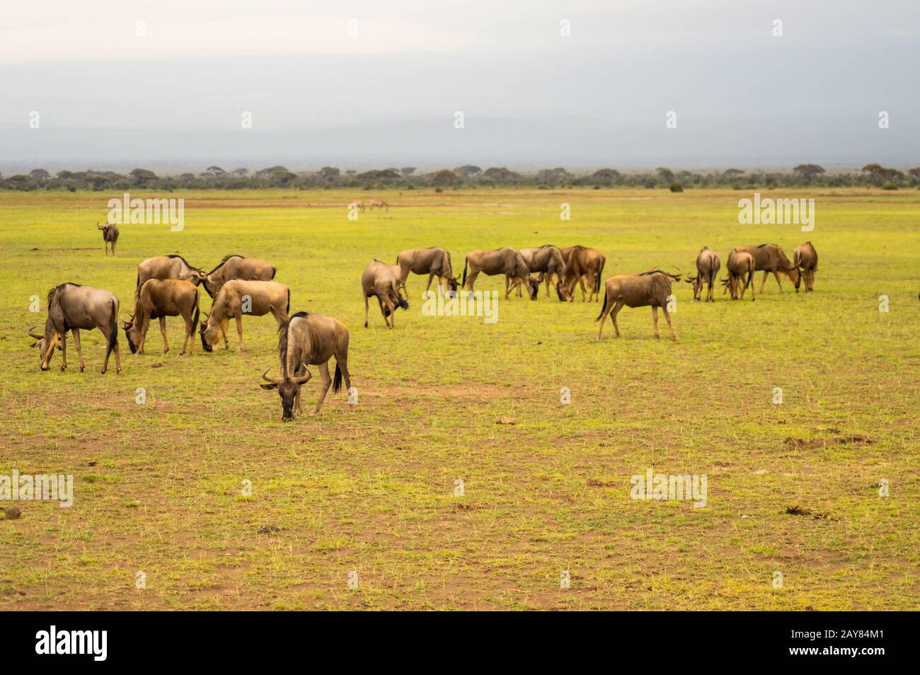 Wildebeest herds grazing in the savannah of Amboseli au Kenya Stock ...