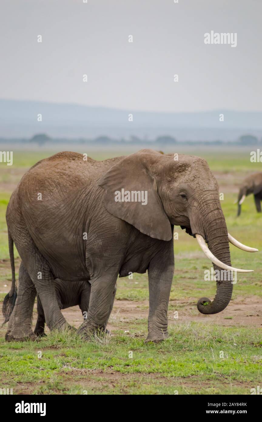 Elephant with ears forward in the savannah Stock Photo - Alamy