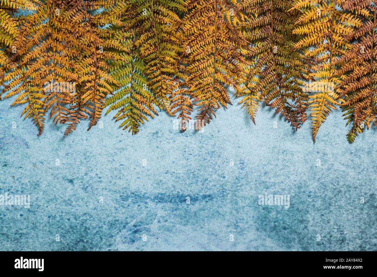 Autumnal color, tonned fern leaves Stock Photo - Alamy