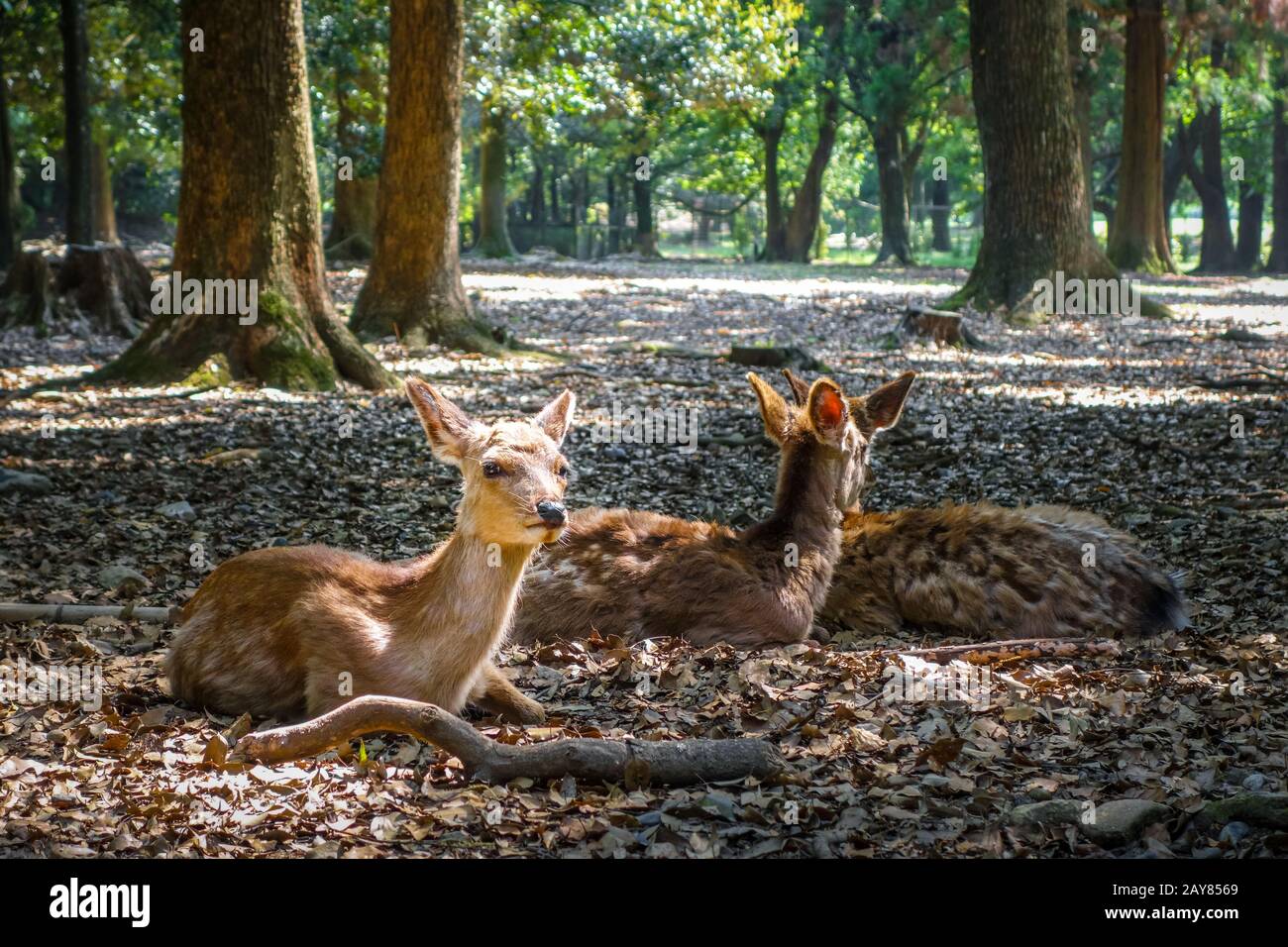 Sika forest hi-res stock photography and images - Alamy
