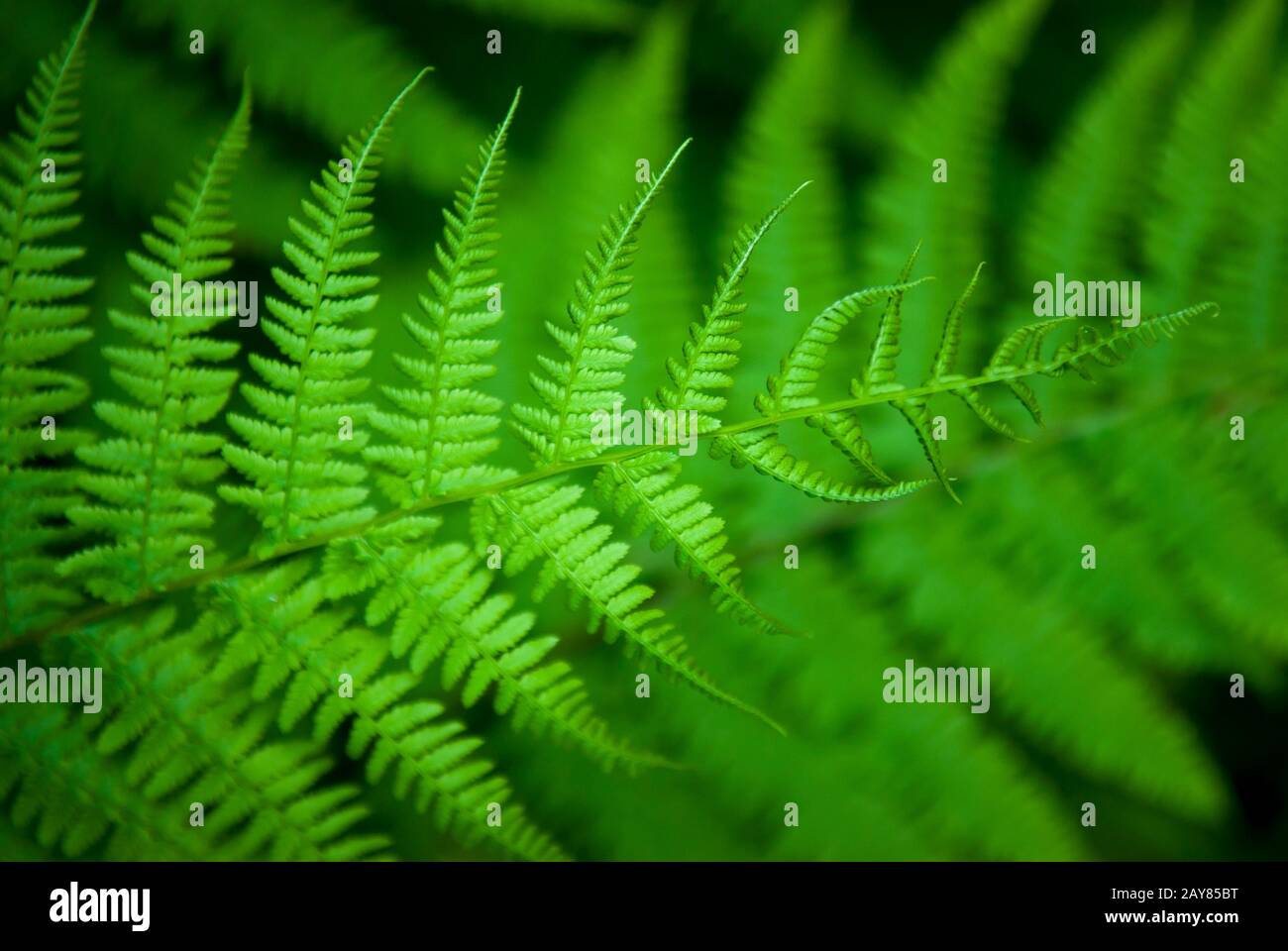 Delicate green fern tips layered upon each other in dark forest ...
