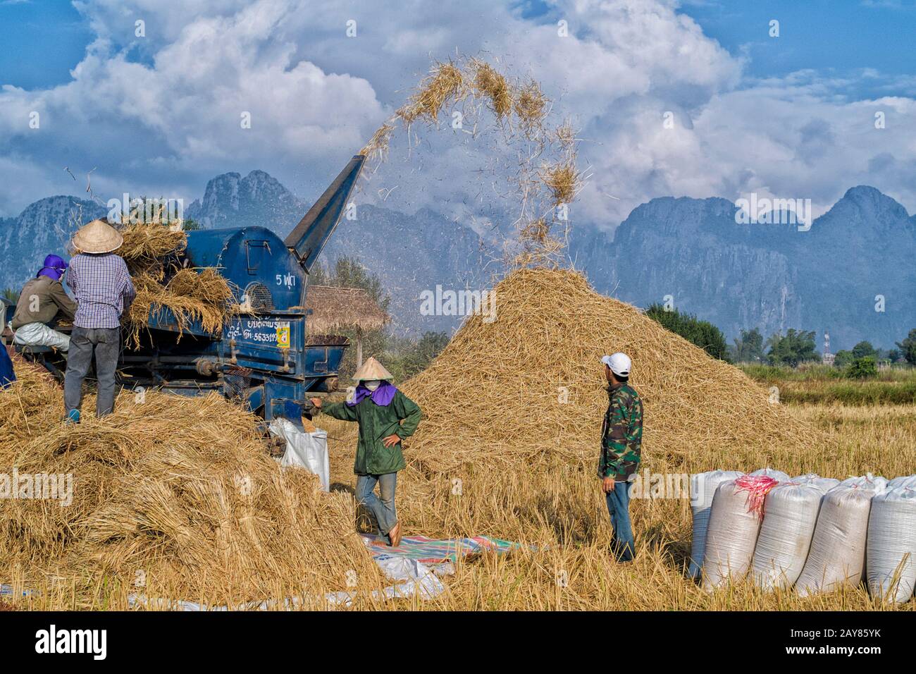 farmer threshing rice in rice fields around Vang Vieng, Laos Stock ...