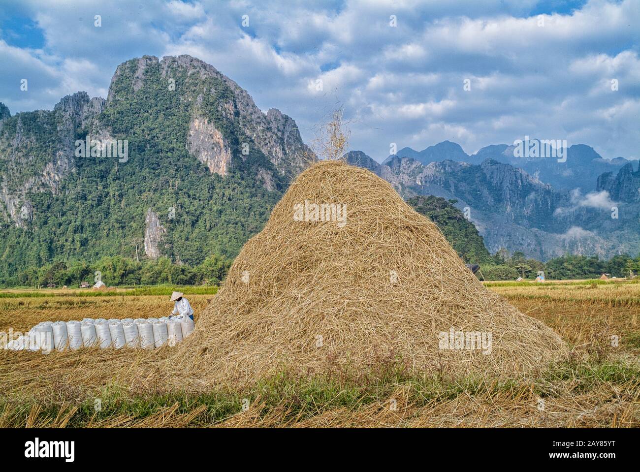 farmer threshing rice in rice fields around Vang Vieng, Laos Stock ...