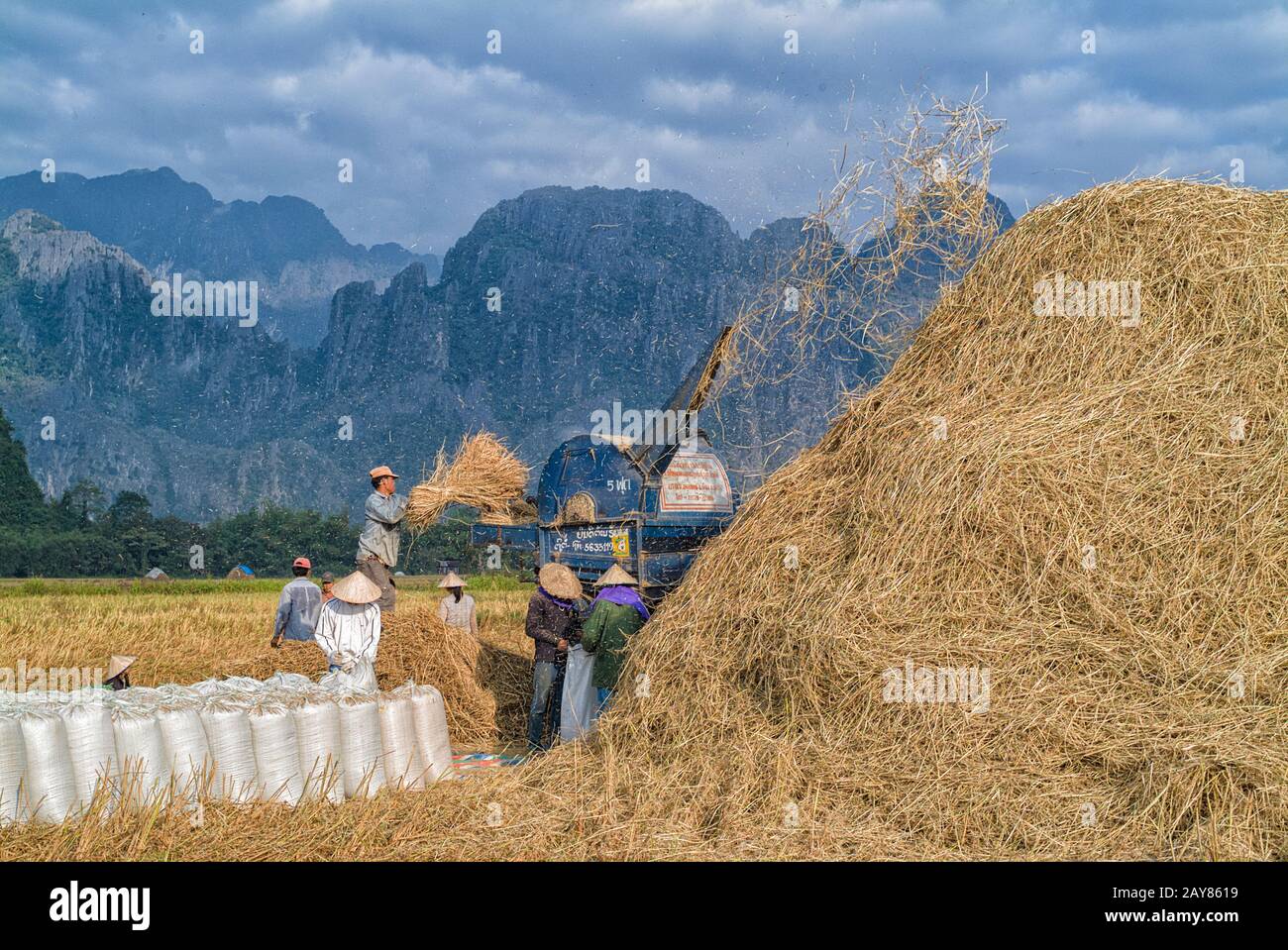 farmer threshing rice in rice fields around Vang Vieng, Laos Stock ...