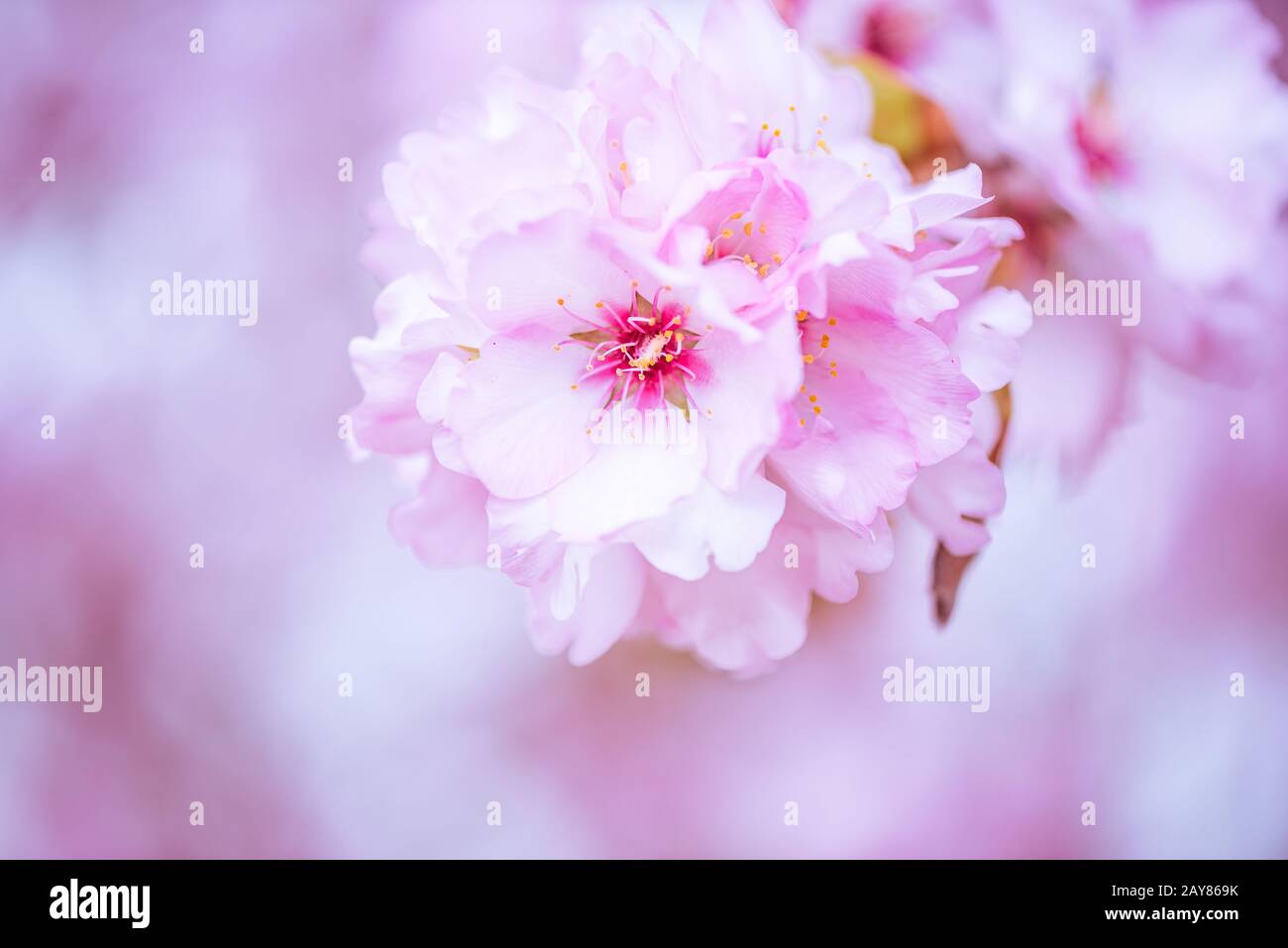 Spring blossom orchard hi-res stock photography and images - Alamy