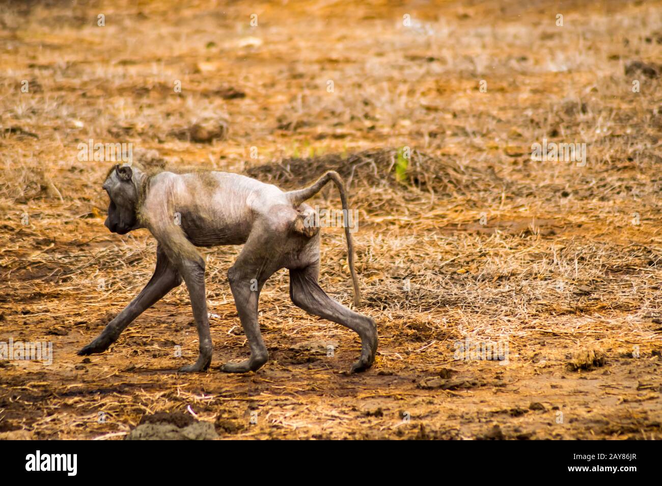 Sick and hairless baboon walking in the savannah of Amboseli Park in ...