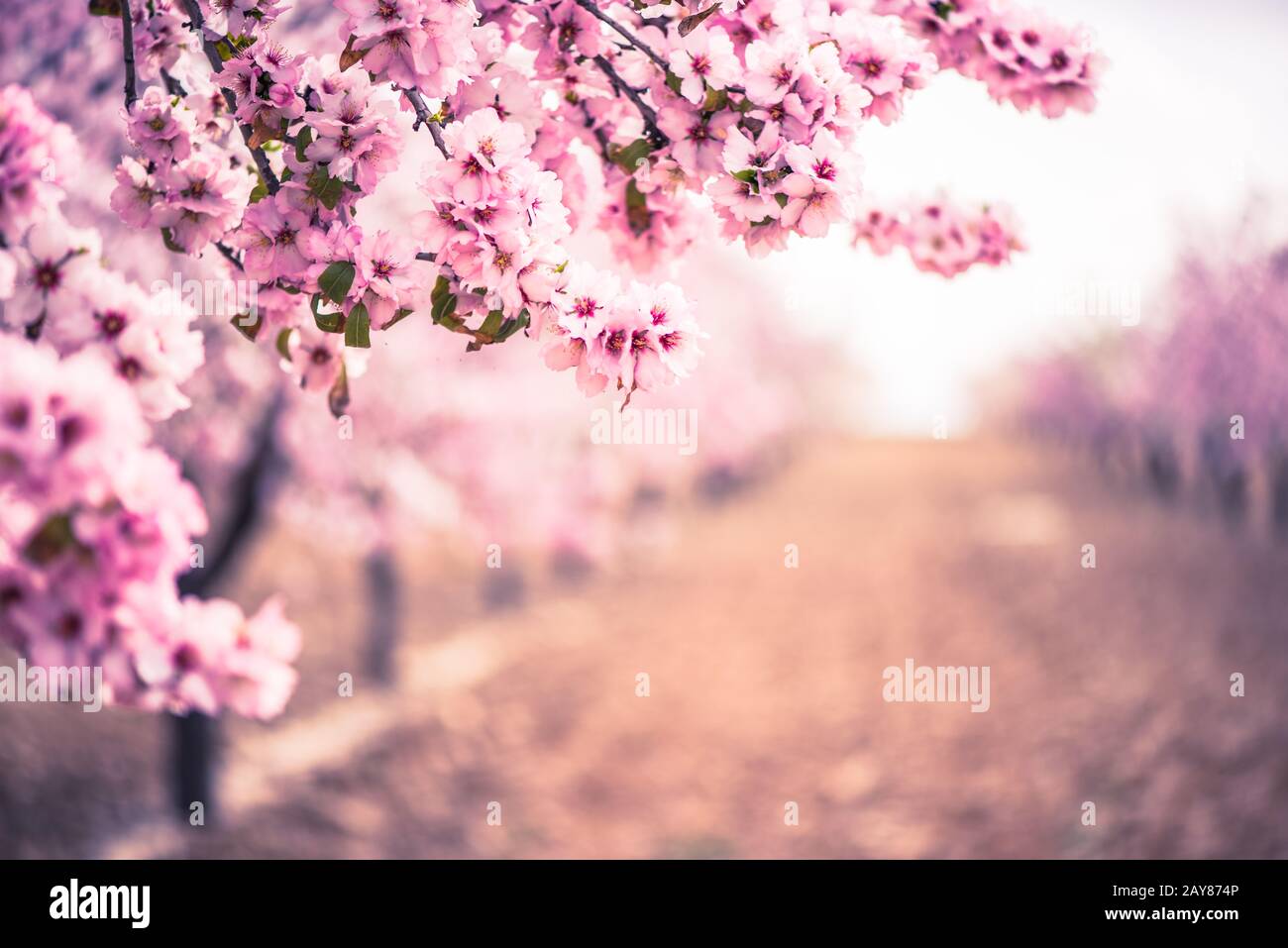 Spring blossom orchard. Abstract blurred background Stock Photo - Alamy