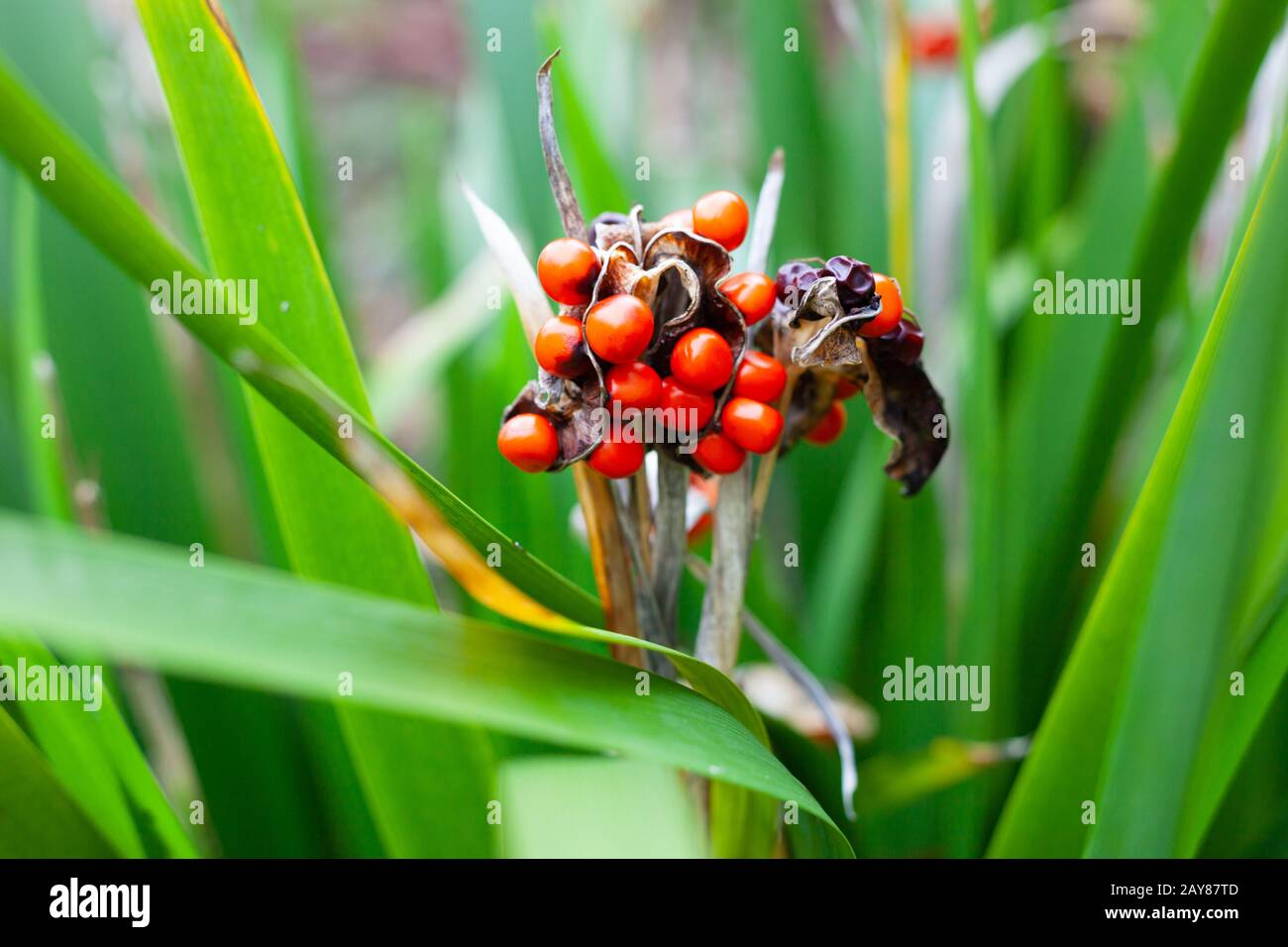 Winter wild- gardens - Close-up of orange-red berried Cuckoo-pint Arum ...