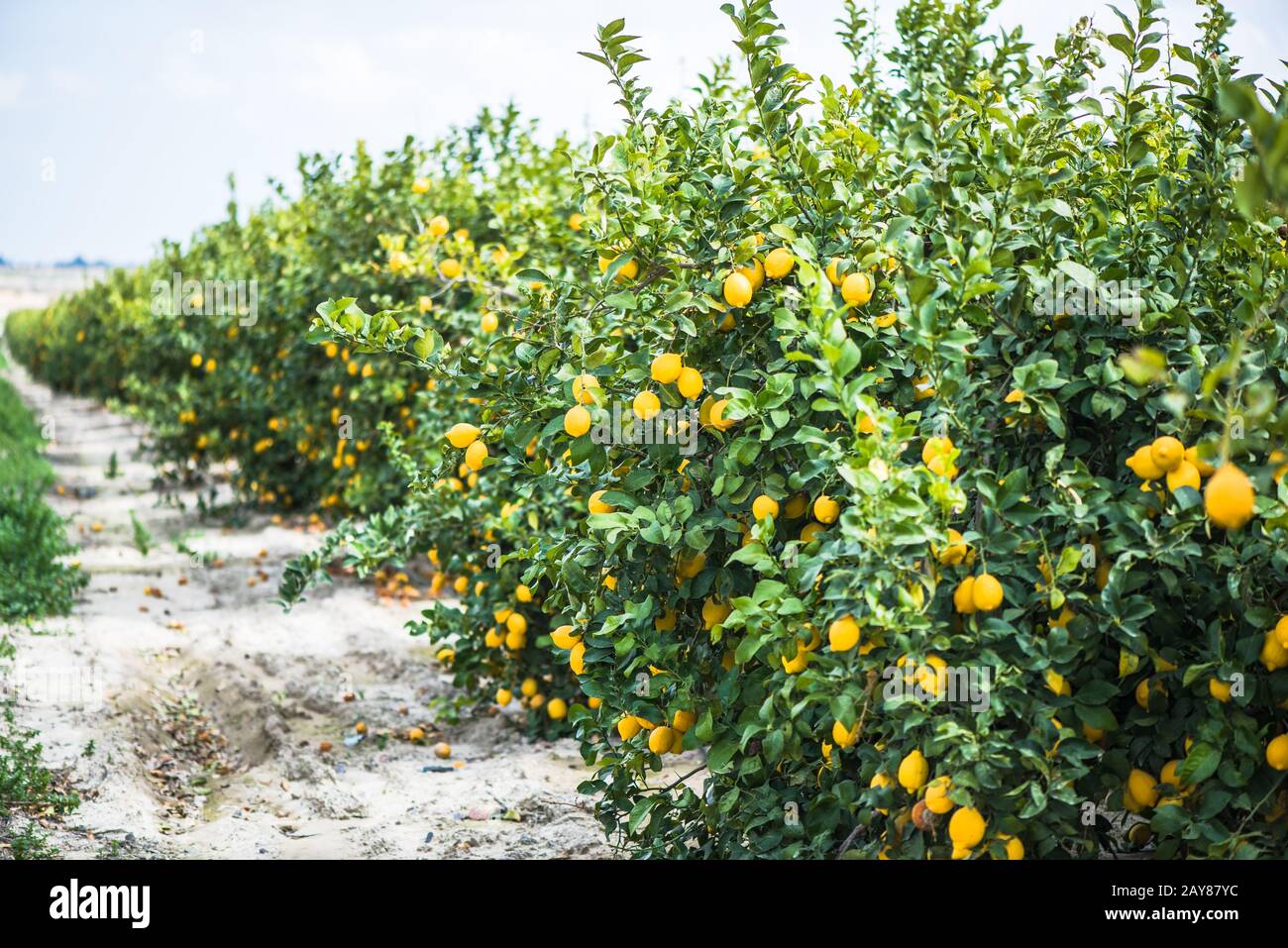 Lemon trees in local orchand Stock Photo - Alamy