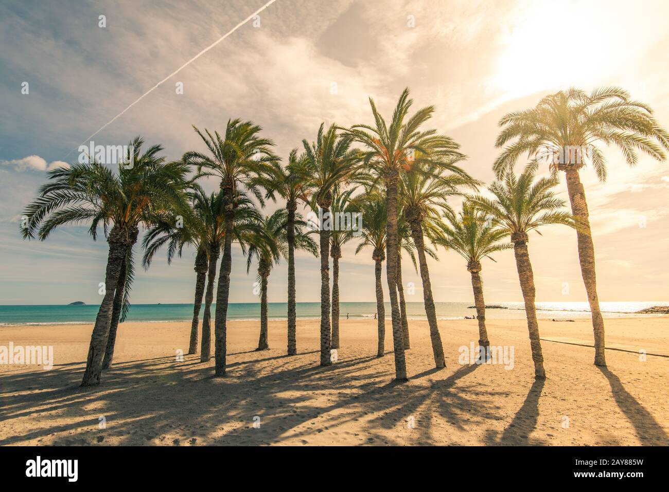 Palm trees on sandy beach with sunlight Stock Photo - Alamy