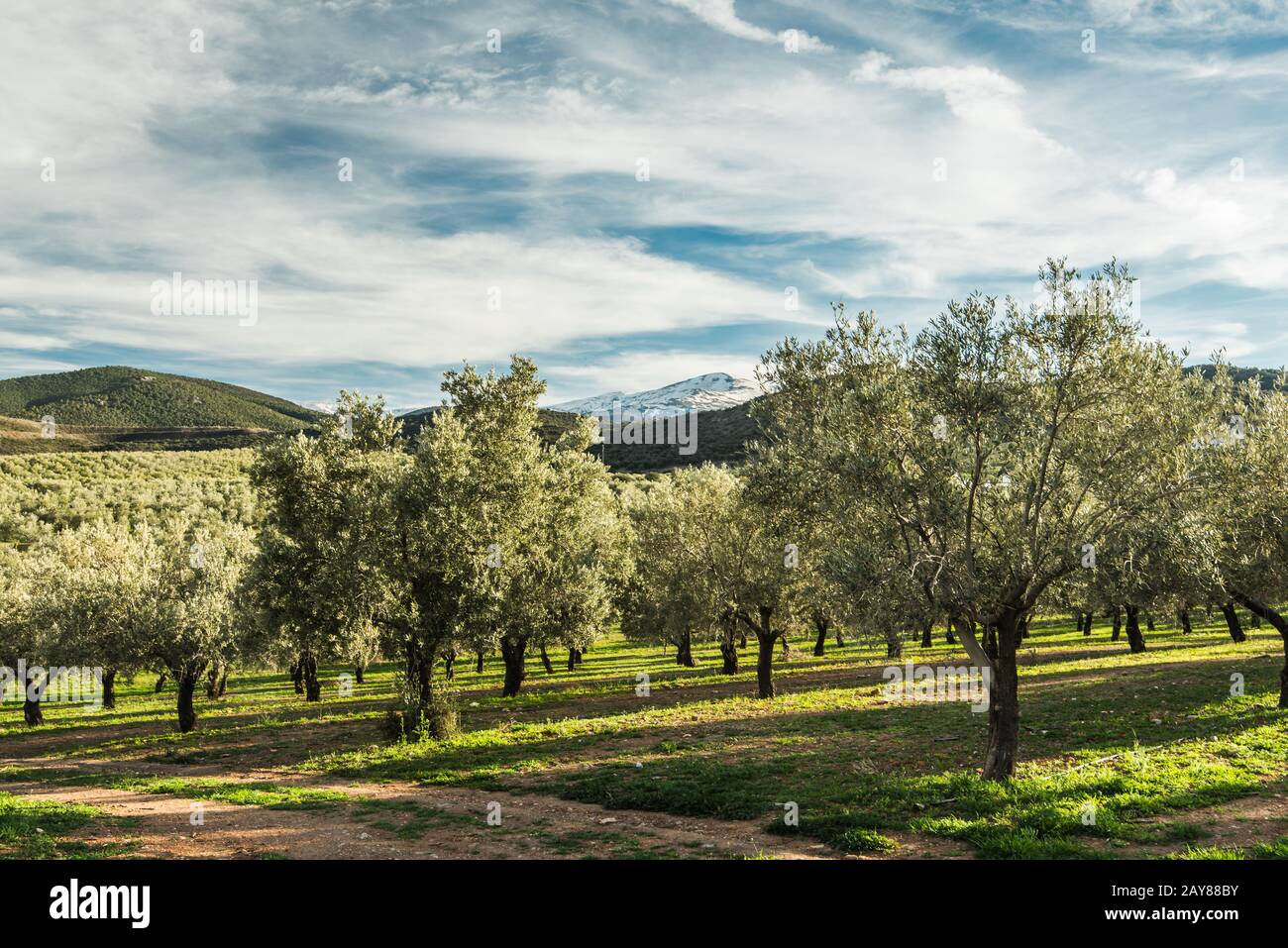 Olive trees spain hi-res stock photography and images - Alamy