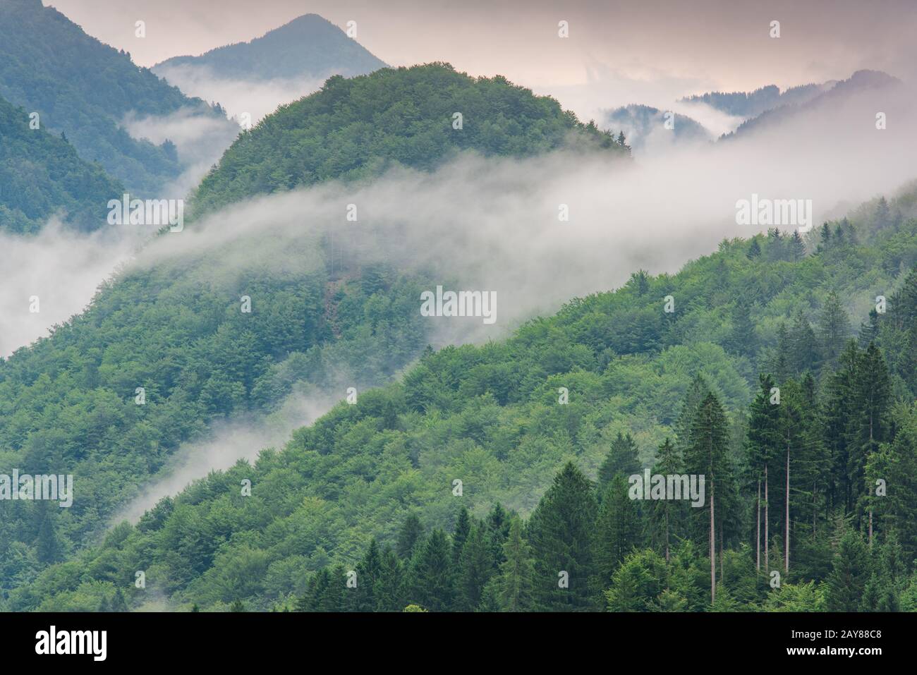 low lying cloud with the evergreen conifers shrouded in mist in a ...