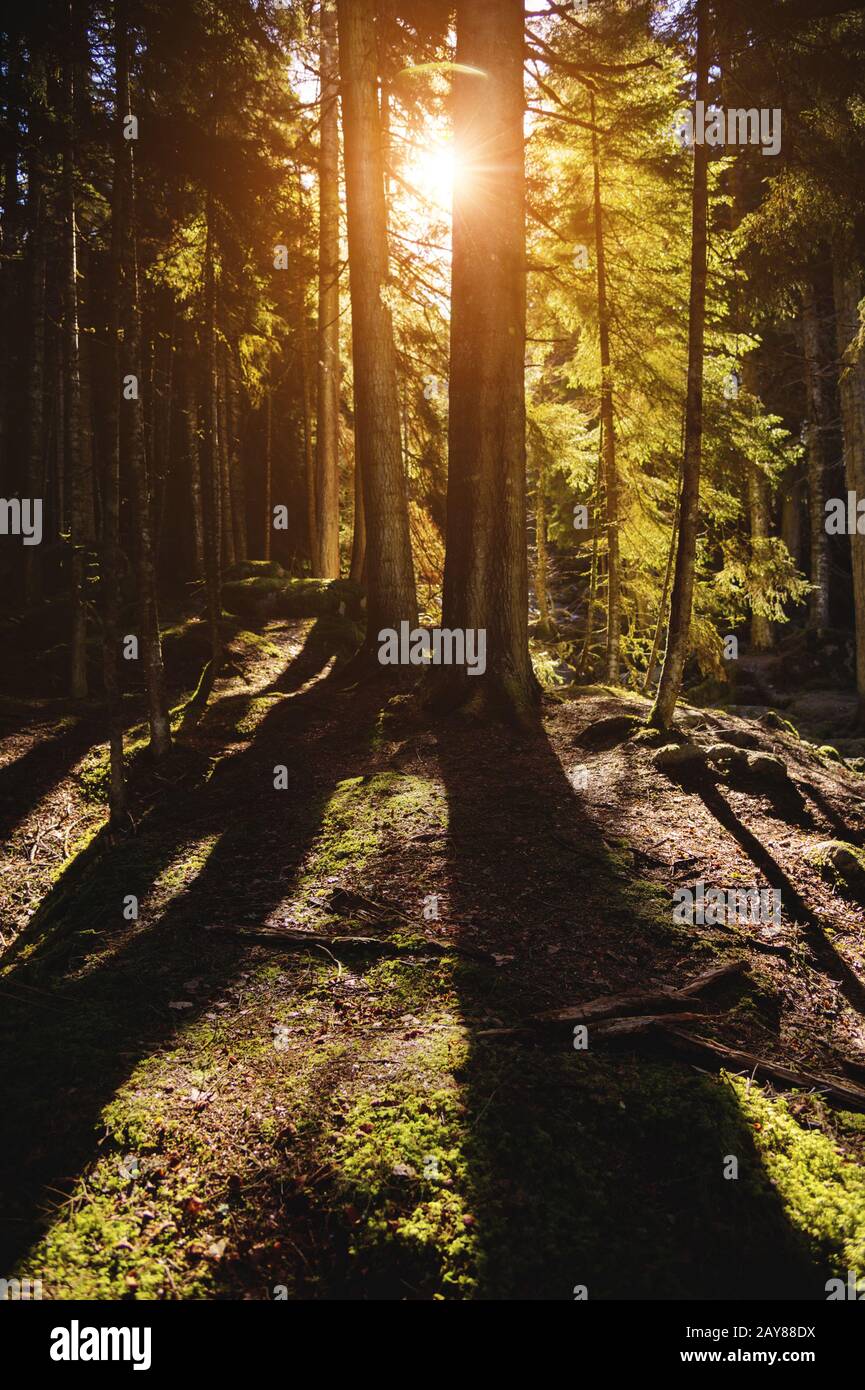Forest landscape rays of the setting sun through the trunks and crowns ...