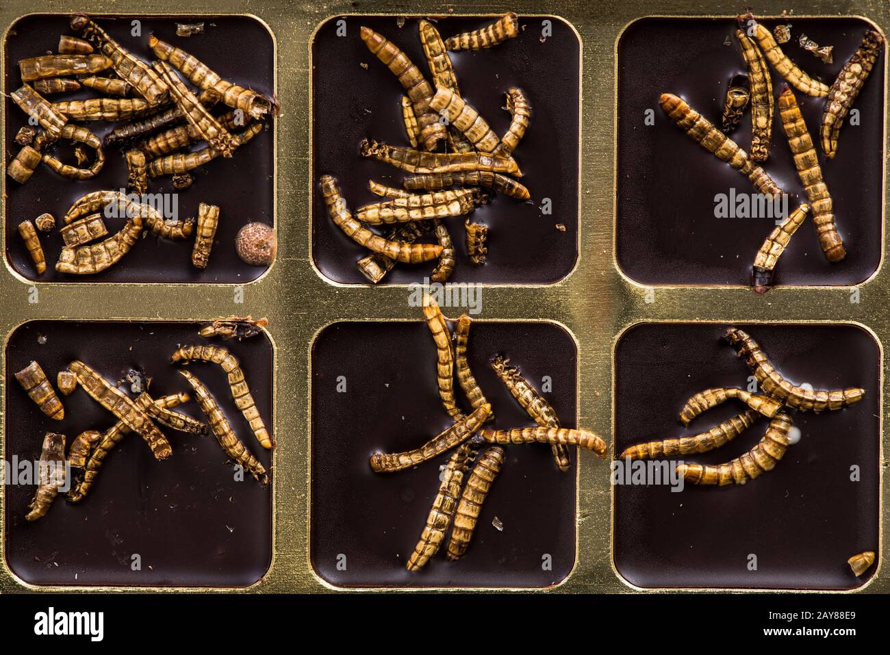Insects and worms hi-res stock photography and images - Alamy