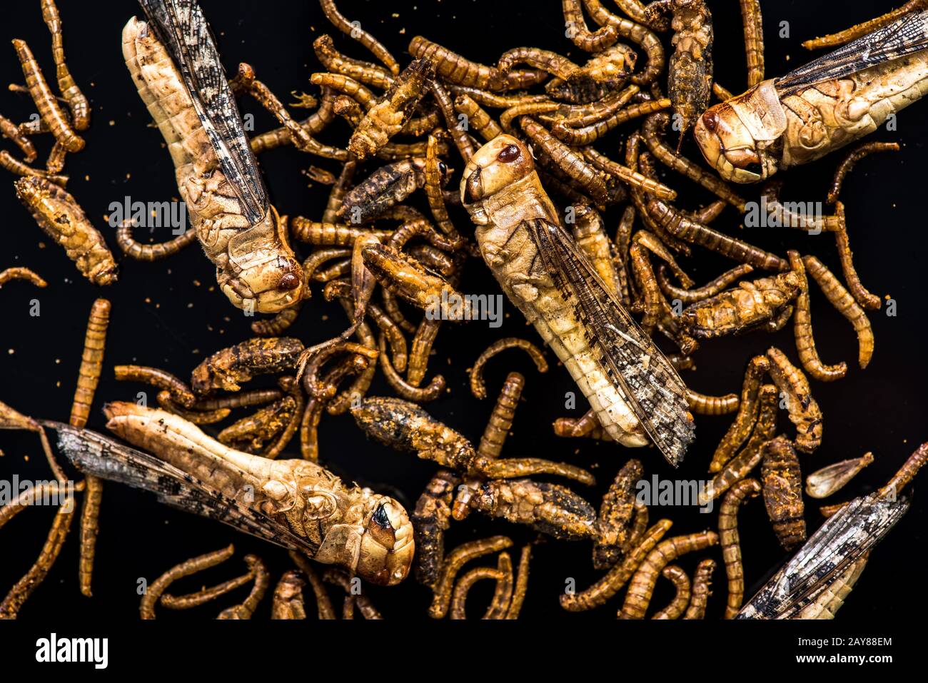 Mix of edible fried worms and insects,culinary trends Stock Photo - Alamy