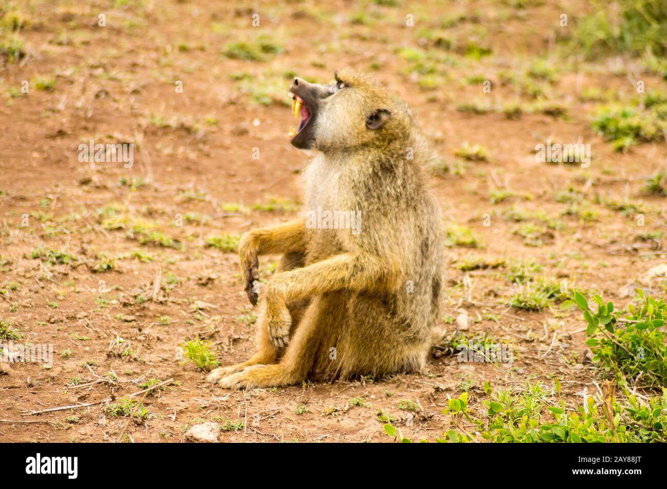 Baboon sitting on the ground with open mouth in the savannah in ...