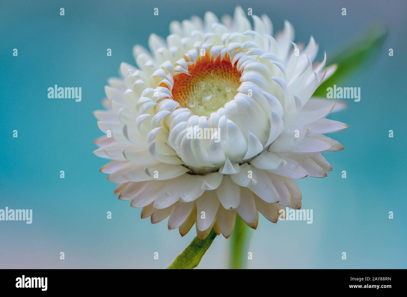 Australian native paper daisy hi-res stock photography and images - Alamy