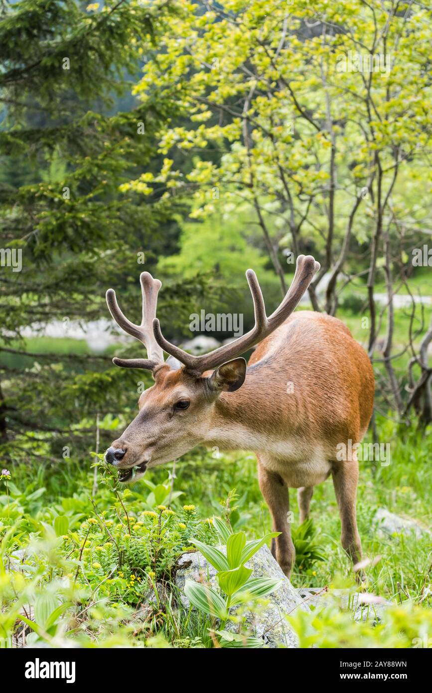 Deer stag eating grass Stock Photo - Alamy