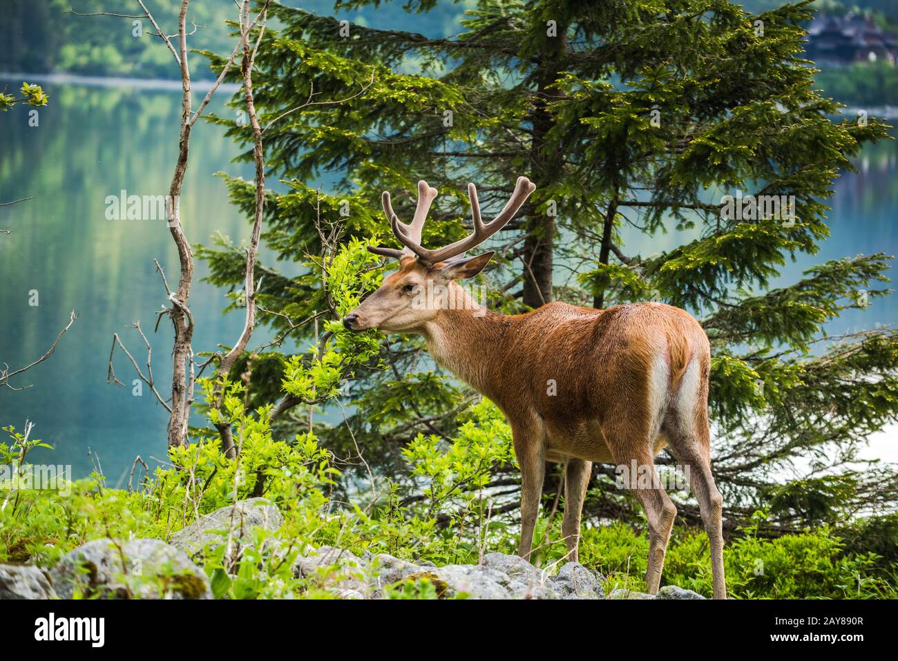 Stag rut mountains hi-res stock photography and images - Alamy