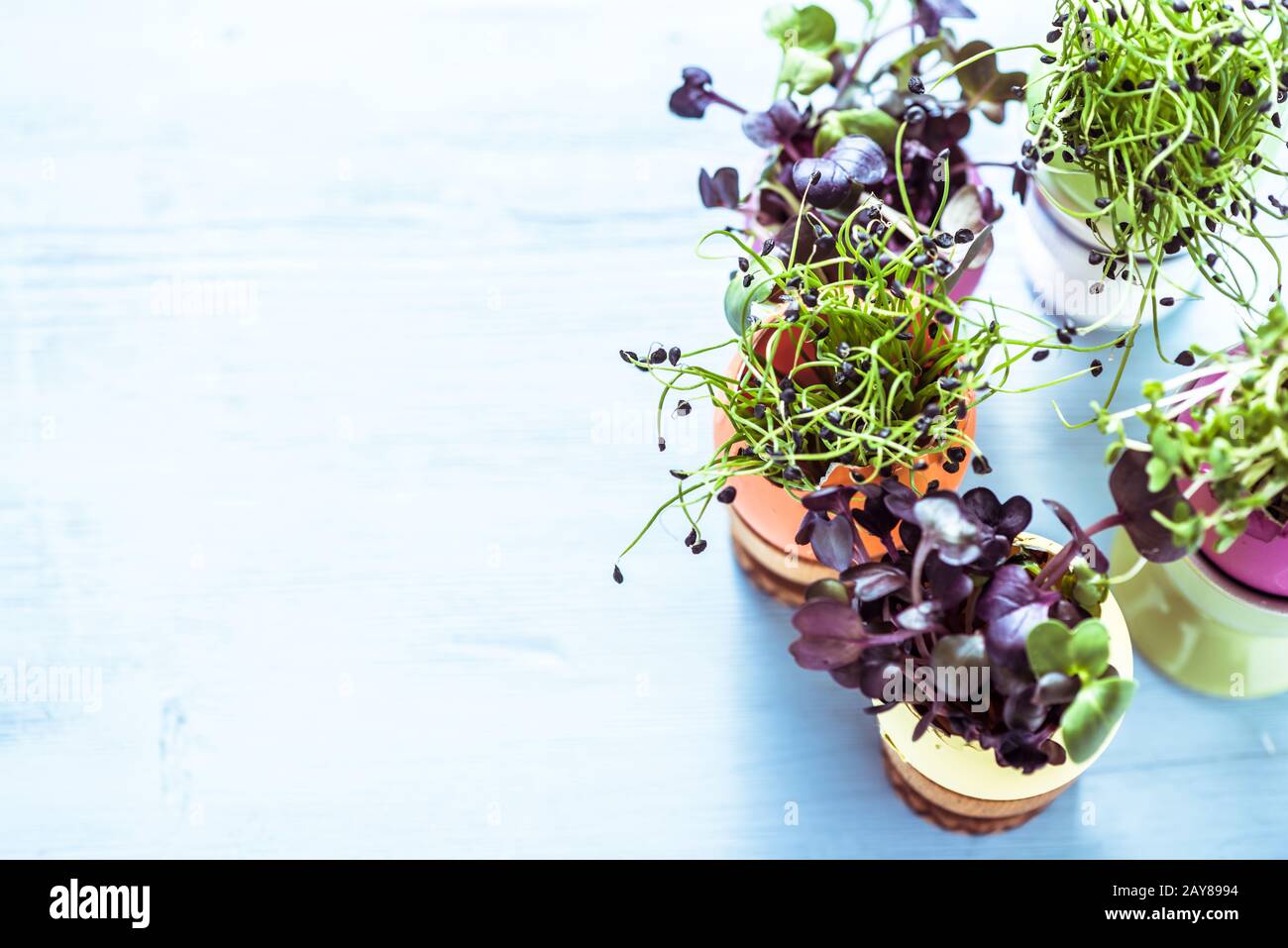 Healthy seed sprout in easter eggs shell, from above Stock Photo - Alamy
