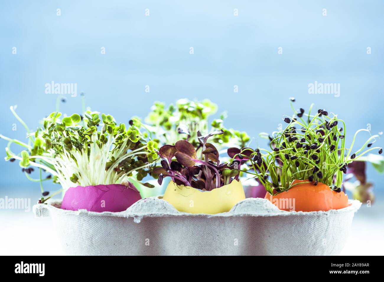 Healthy eating, sprouts in easter egg shells Stock Photo - Alamy