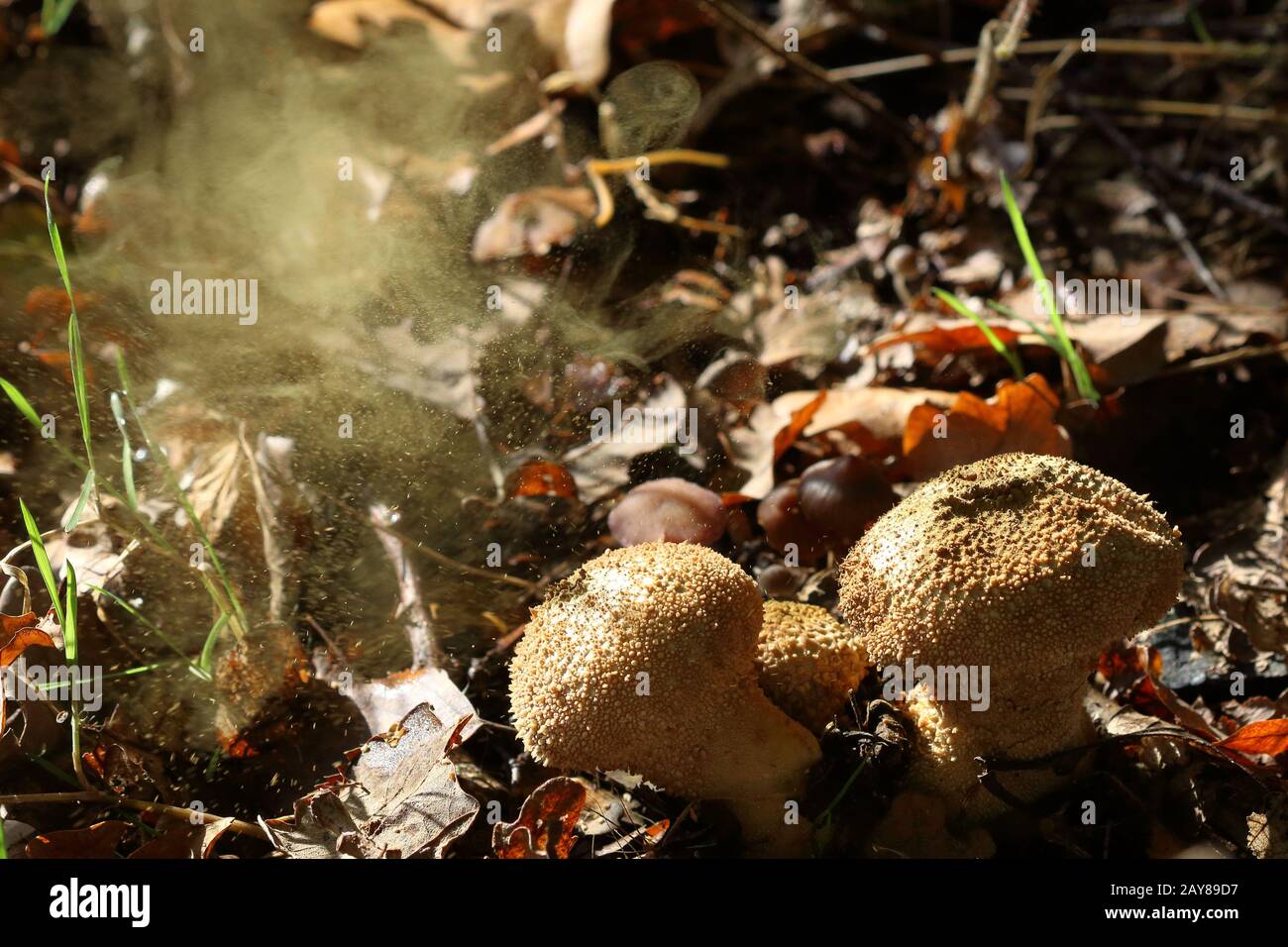 Puffball releasing spores hi-res stock photography and images - Alamy