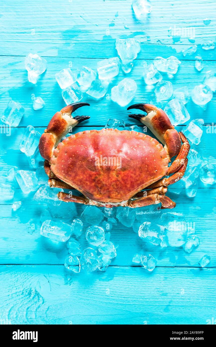 Whole fresh crab portrait Stock Photo - Alamy