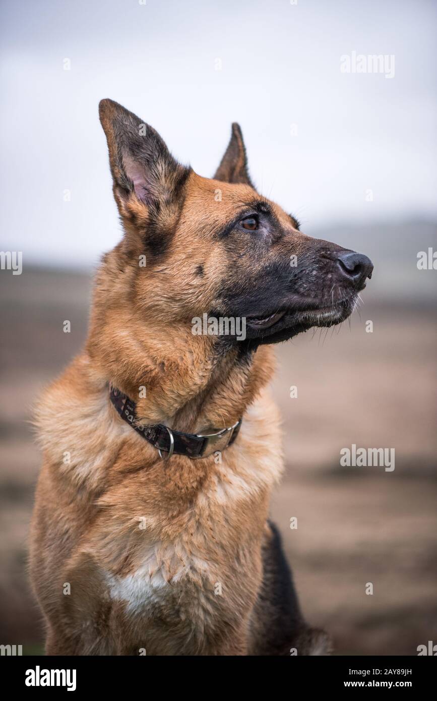 German shepherd security dog looking Stock Photo - Alamy