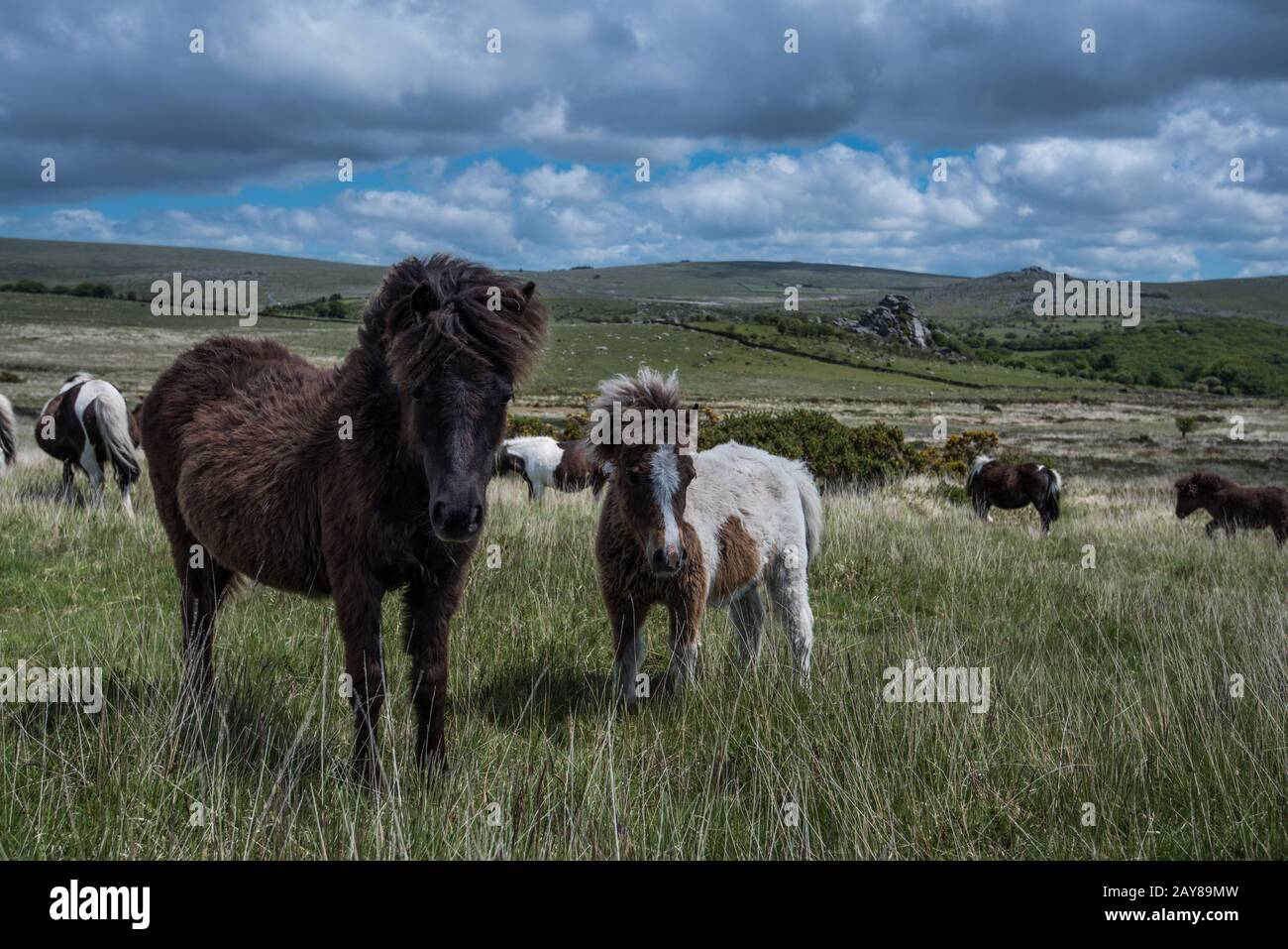 Moor horse hi-res stock photography and images - Alamy