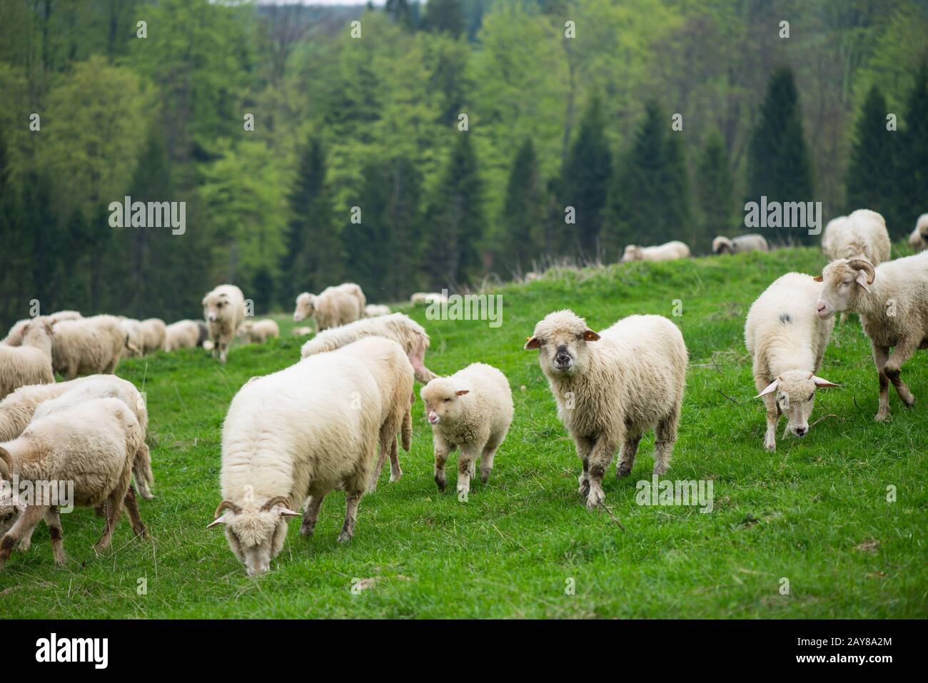 traditional sheep grazing on hills in polish mountains Stock Photo - Alamy