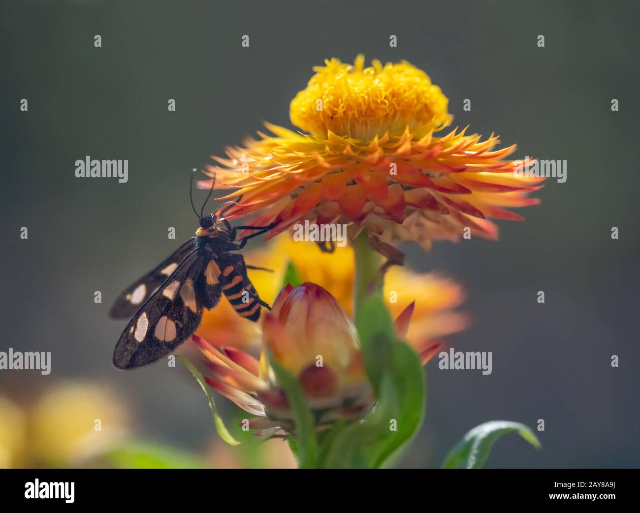 Orange SHould Wasp Moth On A Orange Everlasting Daisy Stock Photo - Alamy
