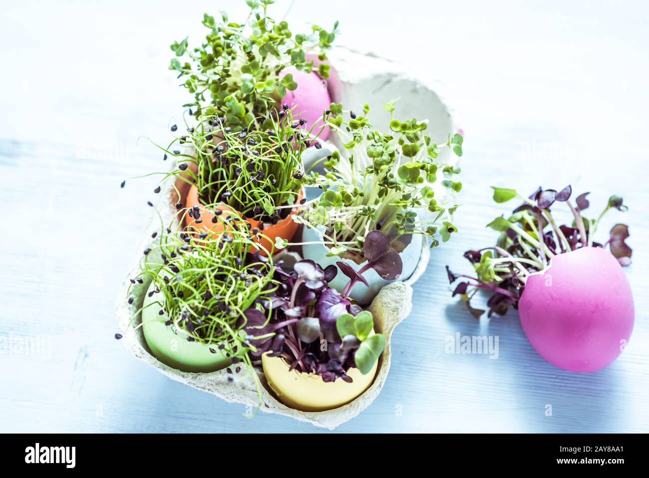 Healthy seed sprout in easter eggs shell, from above Stock Photo - Alamy