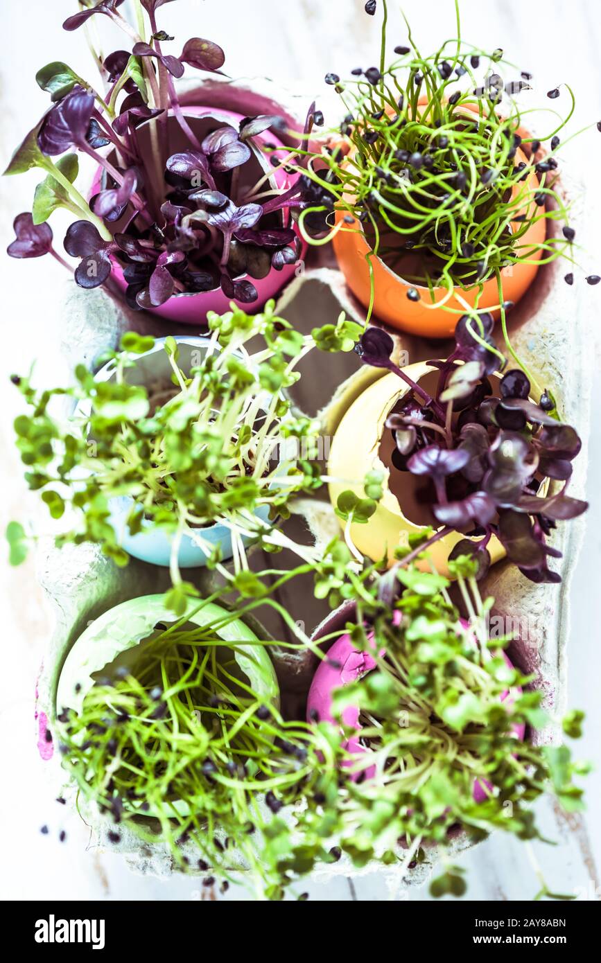 Fresh healthy sprouth growing in easter eggs shell Stock Photo - Alamy
