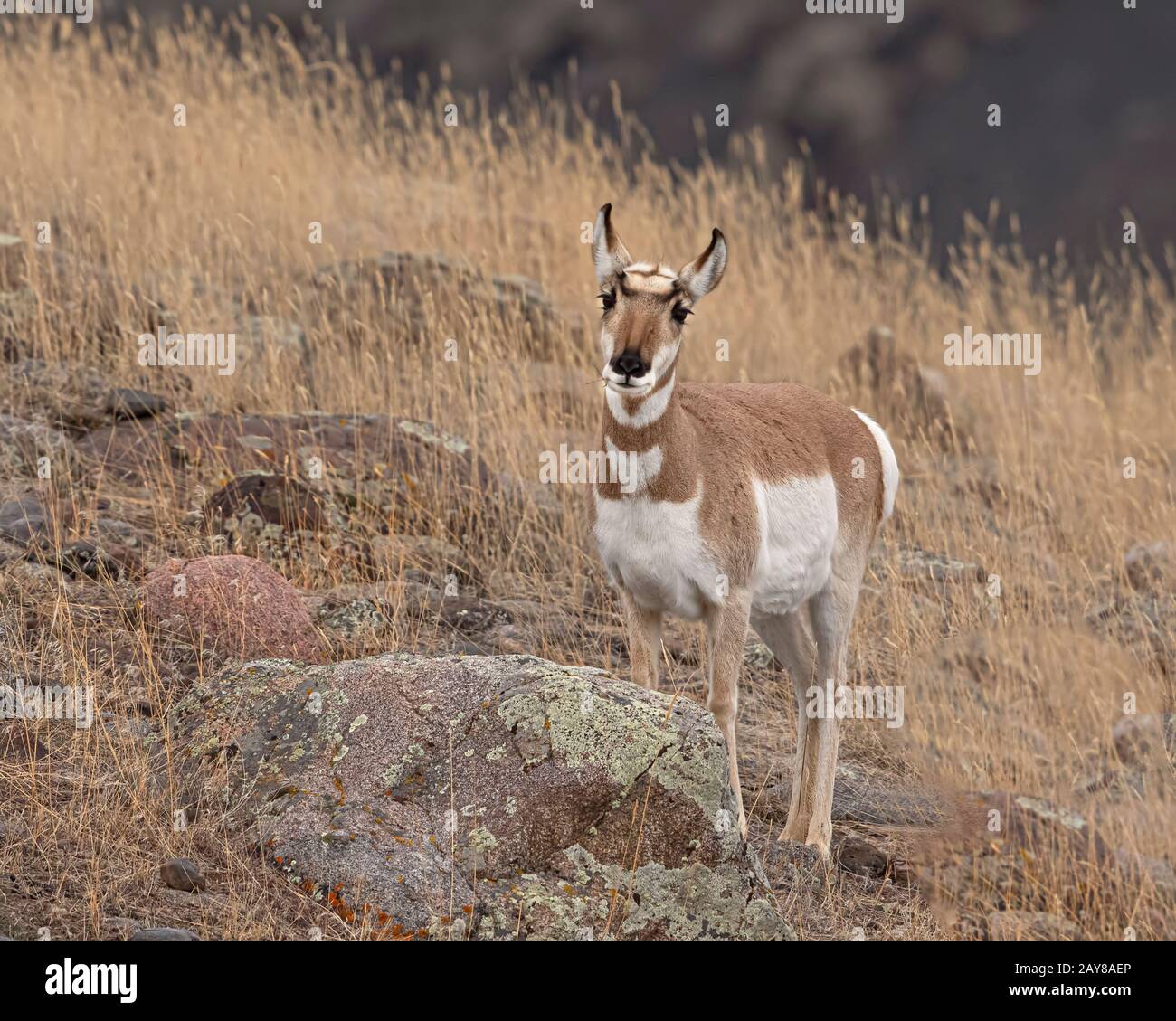 Pronghorn sheep hi-res stock photography and images - Alamy
