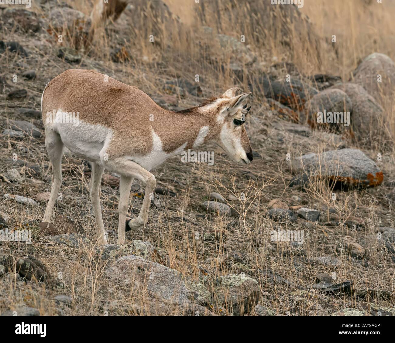 Pronghorn sheep hi-res stock photography and images - Alamy