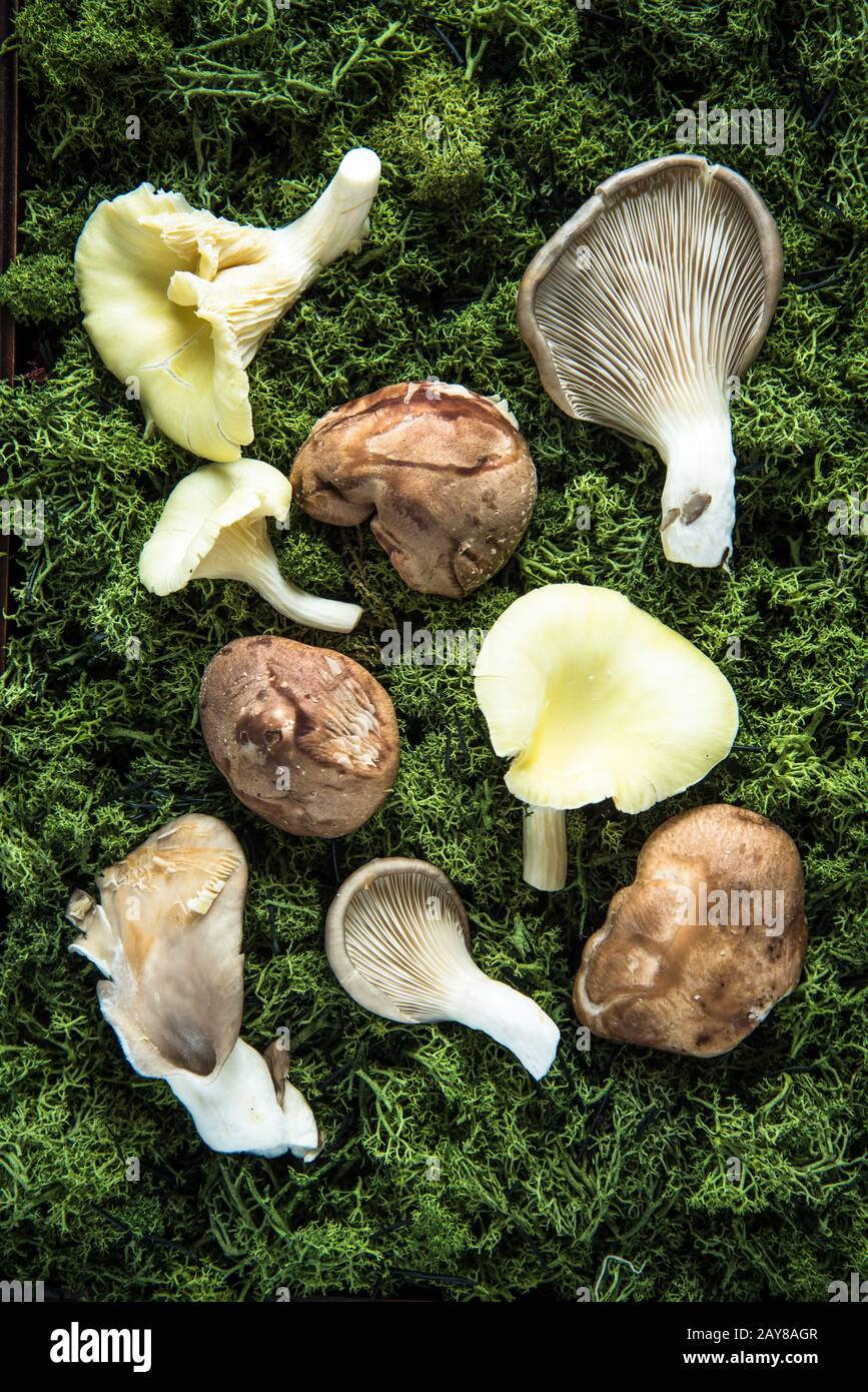 Fresh wild shiitake mushroom hi-res stock photography and images - Alamy