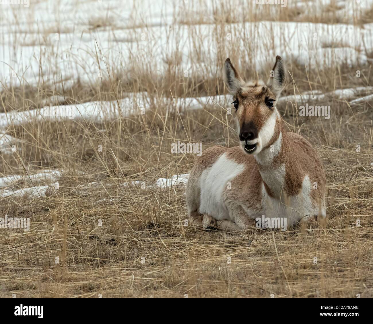 Pronghorn sheep hi-res stock photography and images - Alamy