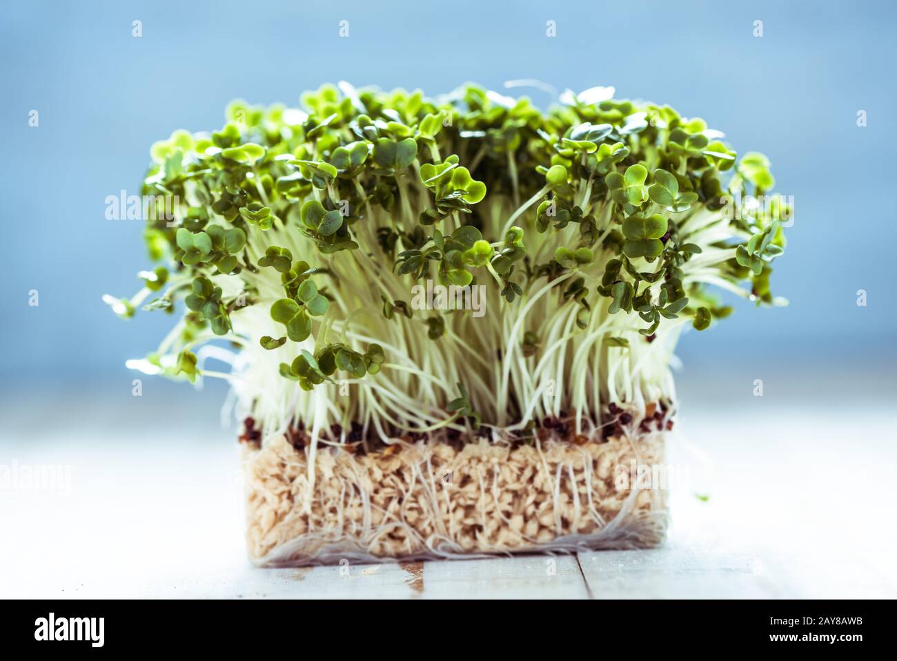 Fresh healthy seed sprouts Stock Photo - Alamy