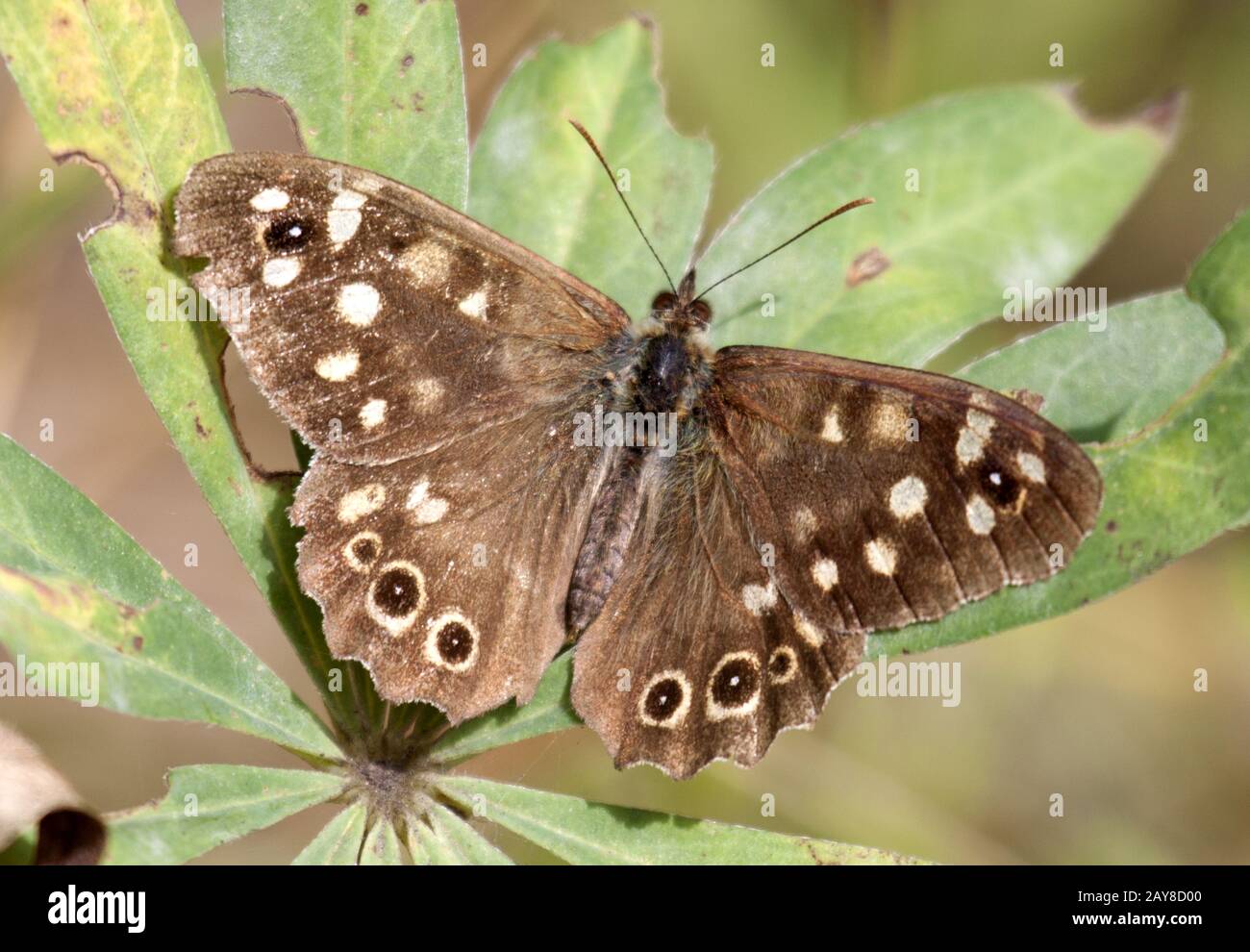 Satyr butterfly hi-res stock photography and images - Alamy