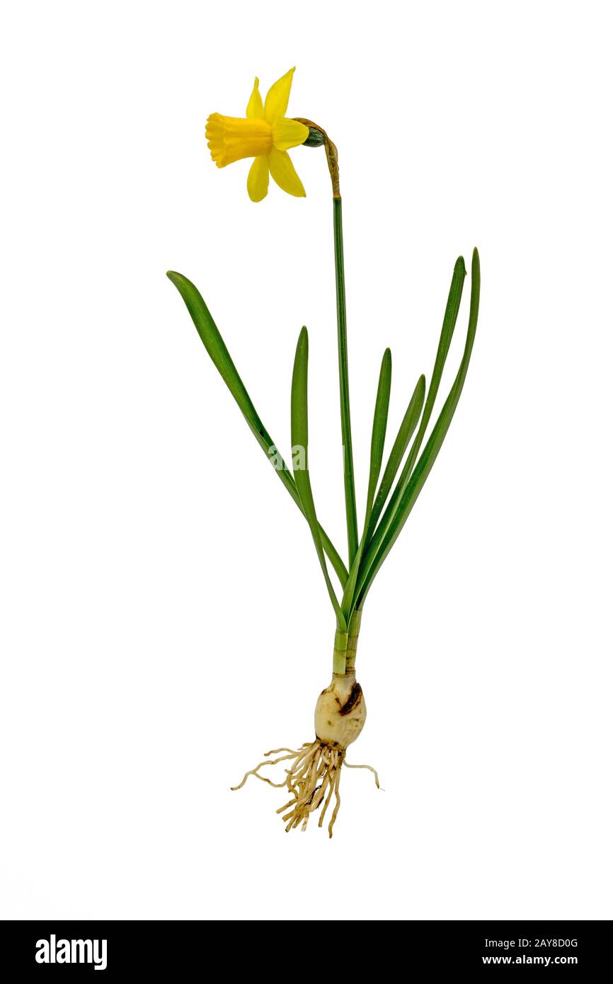 Yellow daffodil with onion and flower isolated on white Stock Photo - Alamy