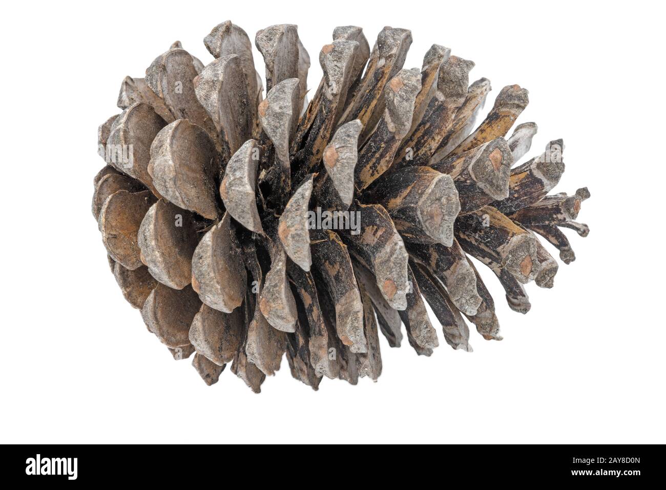 Big pine tree cone hi-res stock photography and images - Alamy
