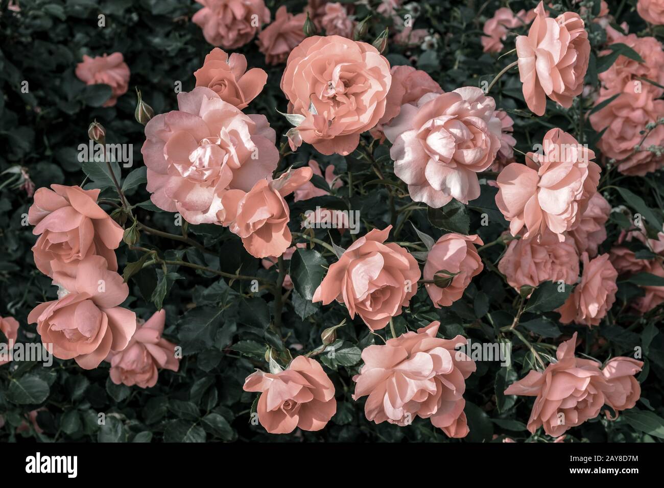 Pastel pink roses growing in the garden in soft light Stock Photo - Alamy