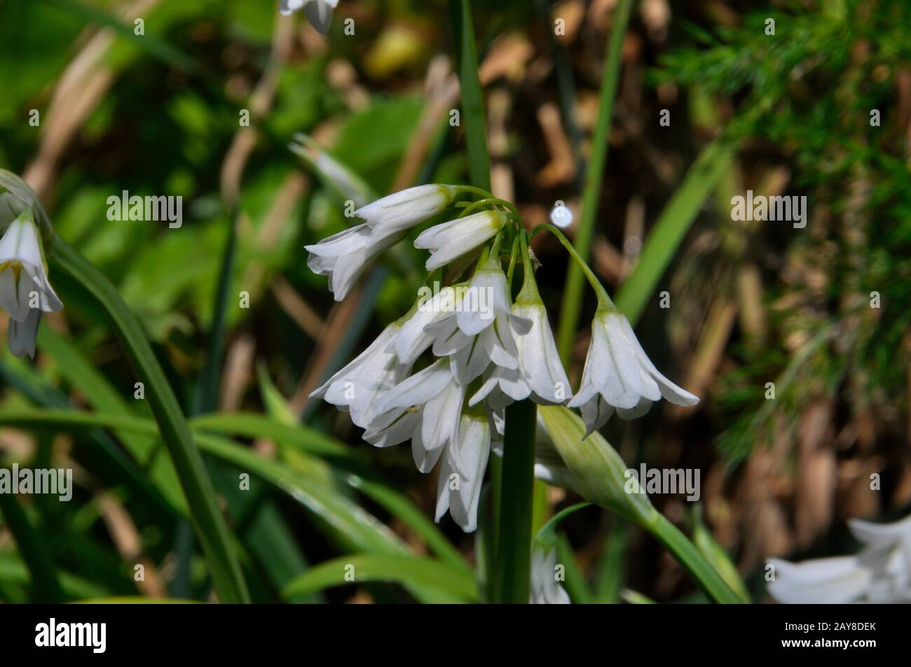Three cornered Leek,'Allium triquetrum' white flowers , stems with ...