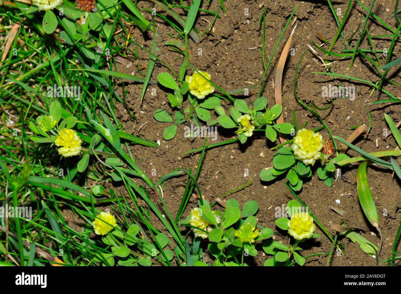 Trefoil clover hi-res stock photography and images - Alamy