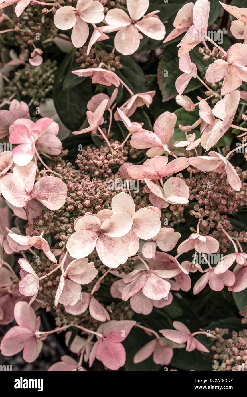 Dusty pink flowers hi-res stock photography and images - Alamy