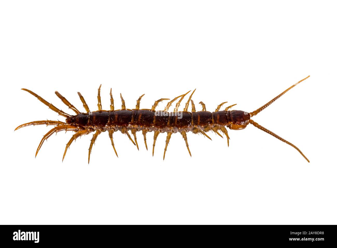 Closeup of a red-brown centipede isolated on white Stock Photo - Alamy