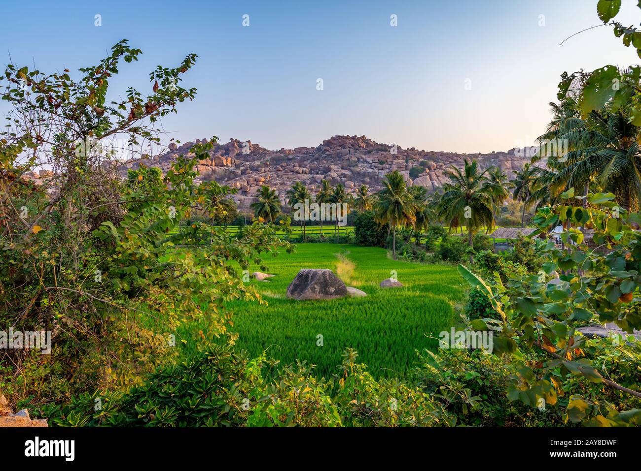 Rice fields near the ancient city of Hampi, taken at sunrise with no ...