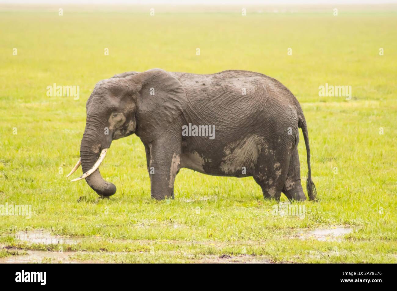 Huge elephant isolated on the trail in the savannah of Amboseli Stock ...